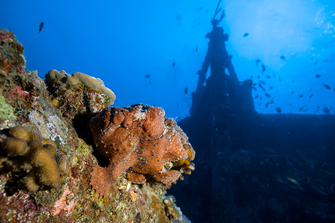 FISH ID/IDENTIFICATION • Dive Specialty Courses • Book Now!