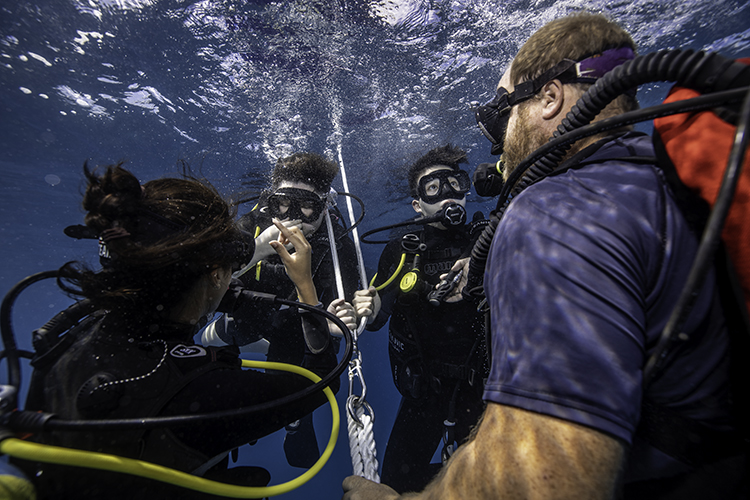 Open Water Diver Course
